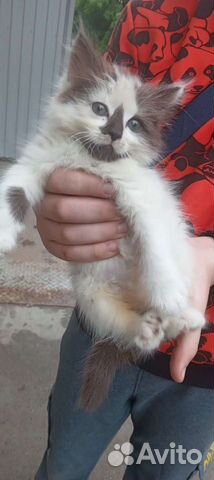 Невская маскарадный кот