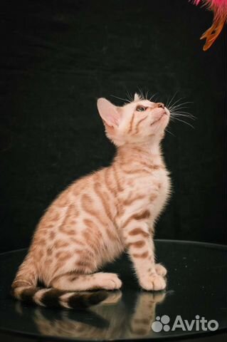 Бенгальские котята, девочка