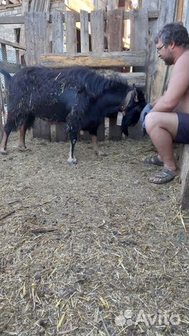 Козел