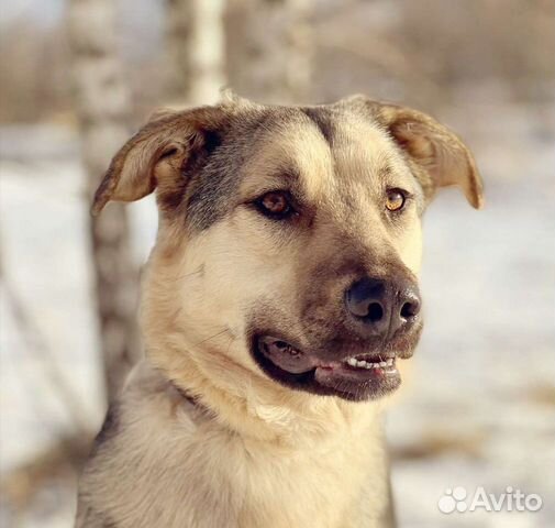 Не дайте умереть в клетке