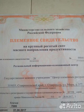 Бык лимузин