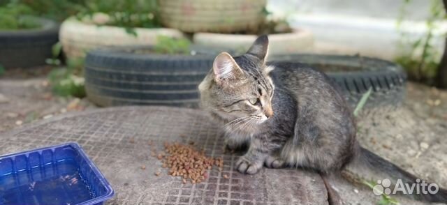 Отдам бесплатно кота