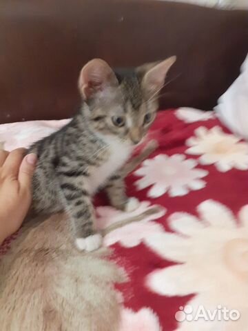 Кошечка красавица 3 мес