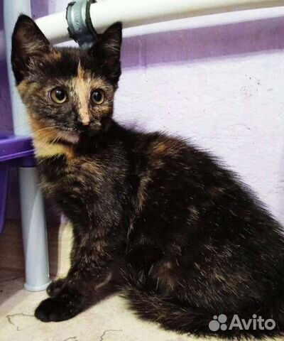 Котенок черепашка