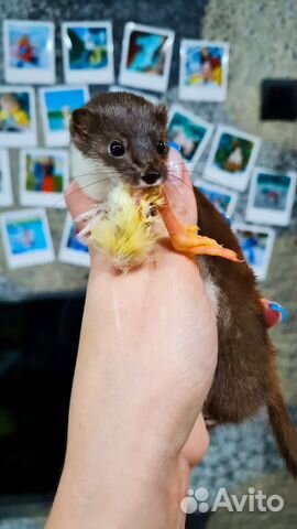 Ласка самец