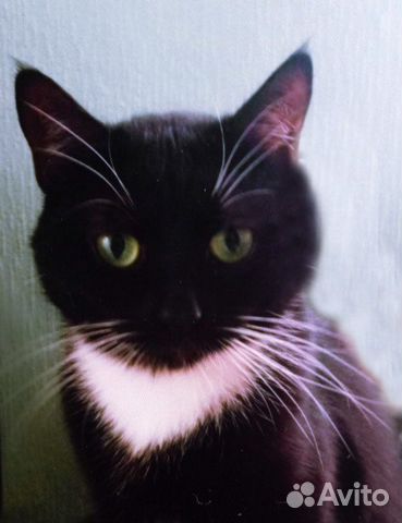 Кошка пионерка в добрые руки бесплатно в дар