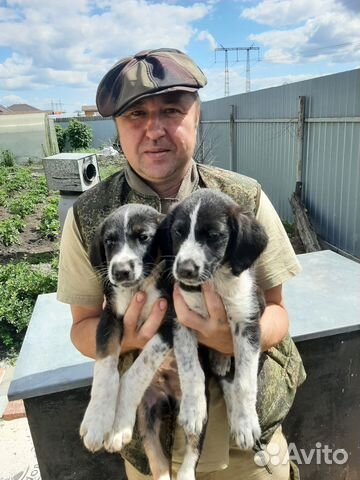 Щенки дратхаара