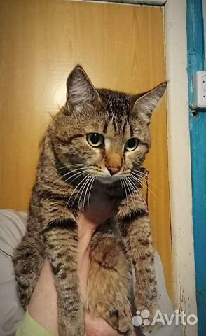 Кот 1,5 года кастрирован