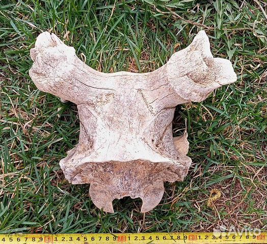 Мегалоцерос. Плейстоцен. Мамонтовая фауна