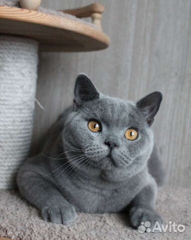 Британский мальчик в добрые руки