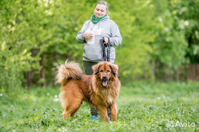 Лютик ждет семью