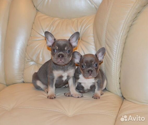 Лиловый с Подпалом окрас. Мальчики