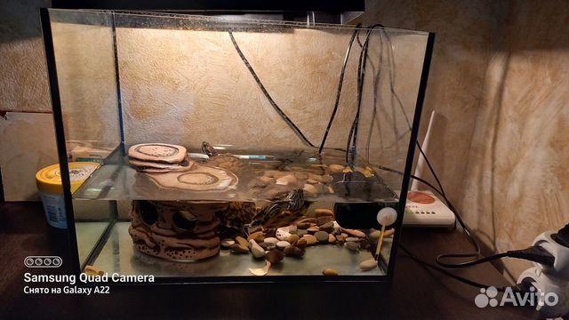 Красноухие черепахи