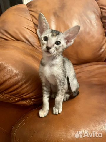 Ориентальная малышка