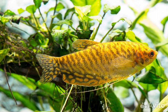 Гурами жемчужный