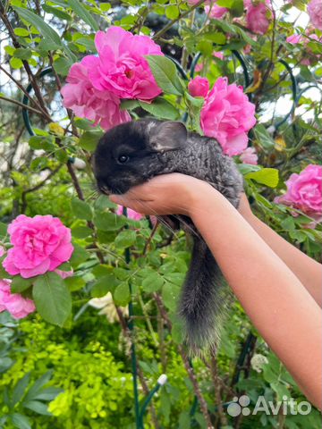 Шиншилла мальчик