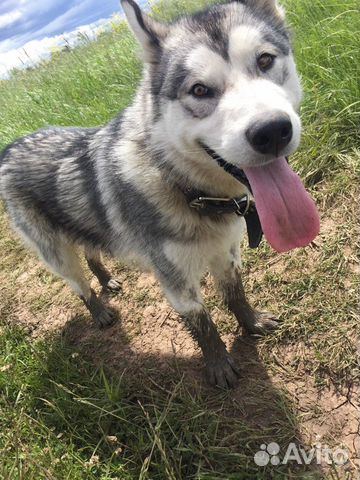 Аляскинский маламут ищет подружку