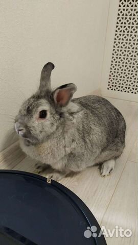 Карликовый кролик
