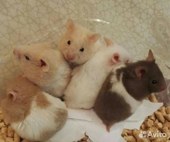 Отдам сирийских хомяков