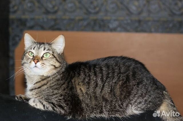 Несчастный ребенок Ласка 5 лет ищет свой дом