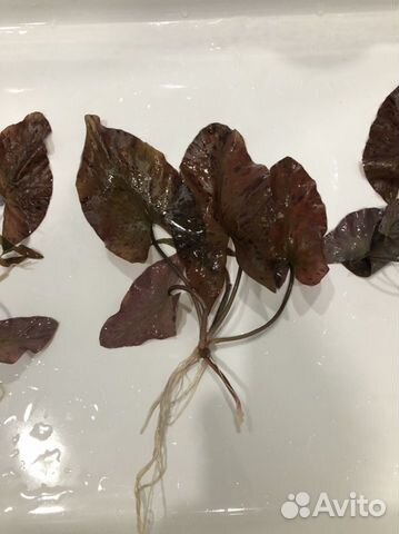 Нимфея Тигровая Красная