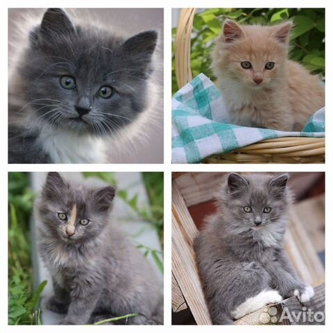 Котята в добрые руки