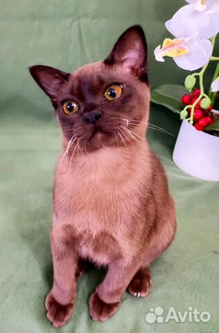 Эксклюзивный котик