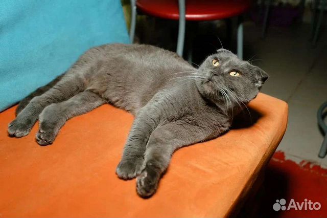 Аврора ищет дом