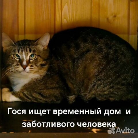 Молодой кот ищет временный дом или настоящую семью
