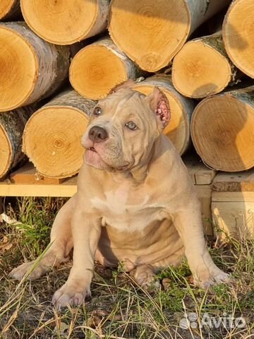 Американский булли покет