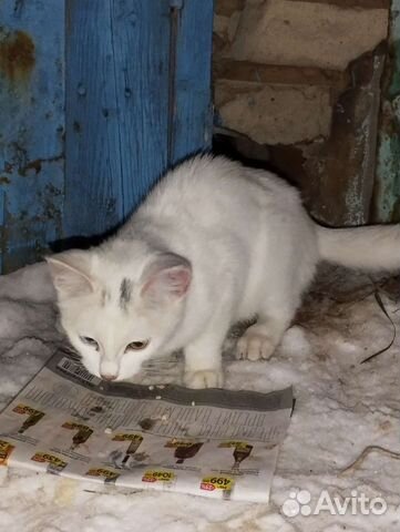Котёнок ищет дом
