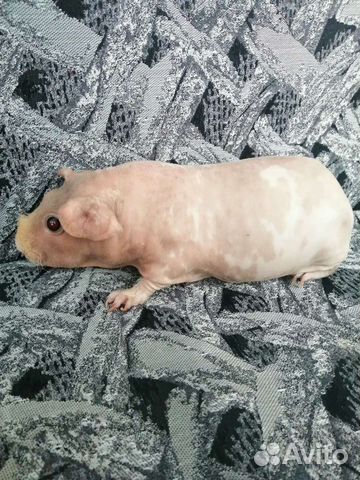 Морская свинка скинни самка
