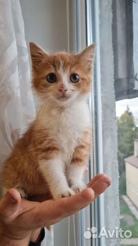 В дар рыжего котенка