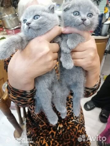 Продам котят, британцы веслоухие