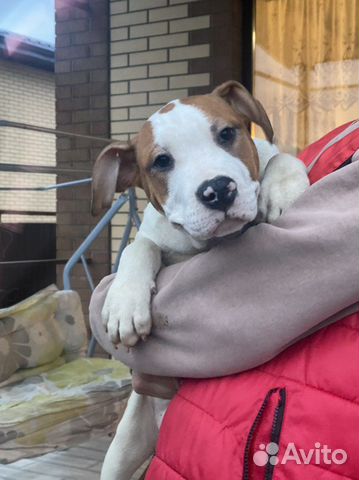 Стаффордширский терьер