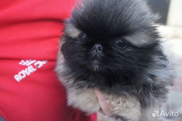 Щенки пекинеса, мальчики и девочки