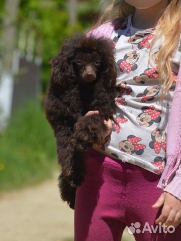 Той-пудель девочка