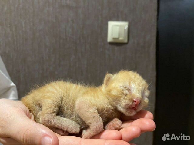 Котята