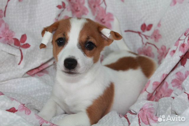 Джек рассел терьер Иззи Кейт