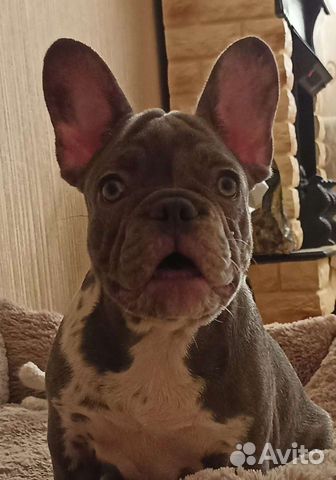 Цветные щенки. скор