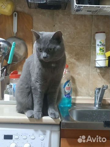 Британский кот Кузья 1.5 годик. Кострированный