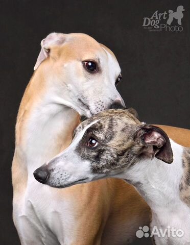 Щенки уиппета