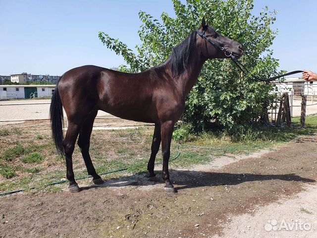 Кабардинский жеребец