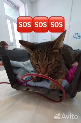 Котик в беде