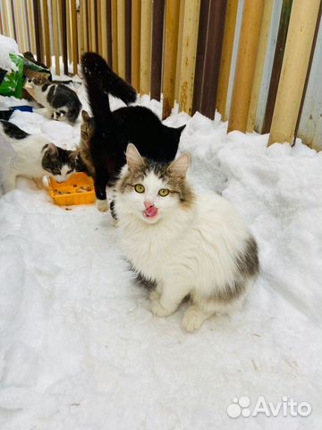 Кошки очень голодные и хододно им