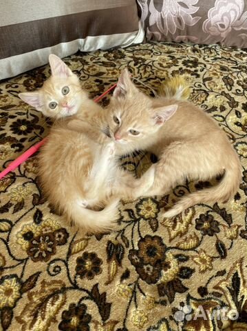 Котенок рыжий