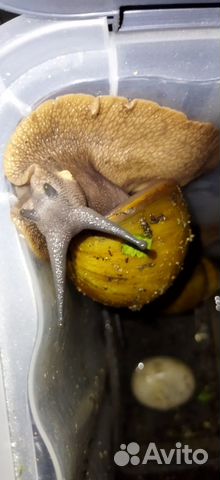 Продам улиток