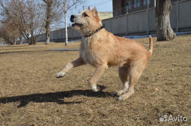 Зося собака стерильная