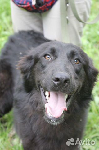 Собака в добрые руки, Чара