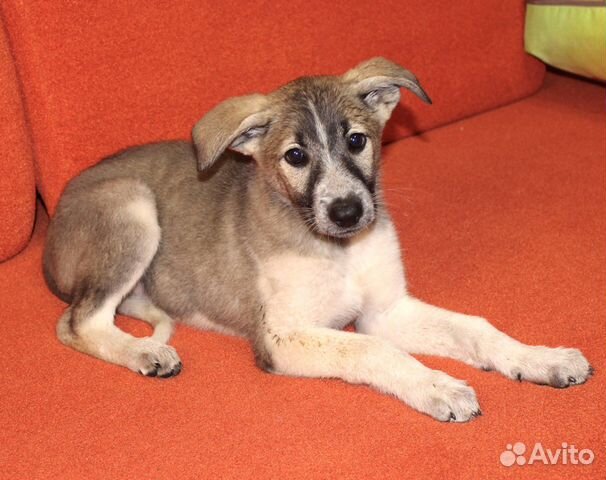 Преданный щенок ищет хозяина